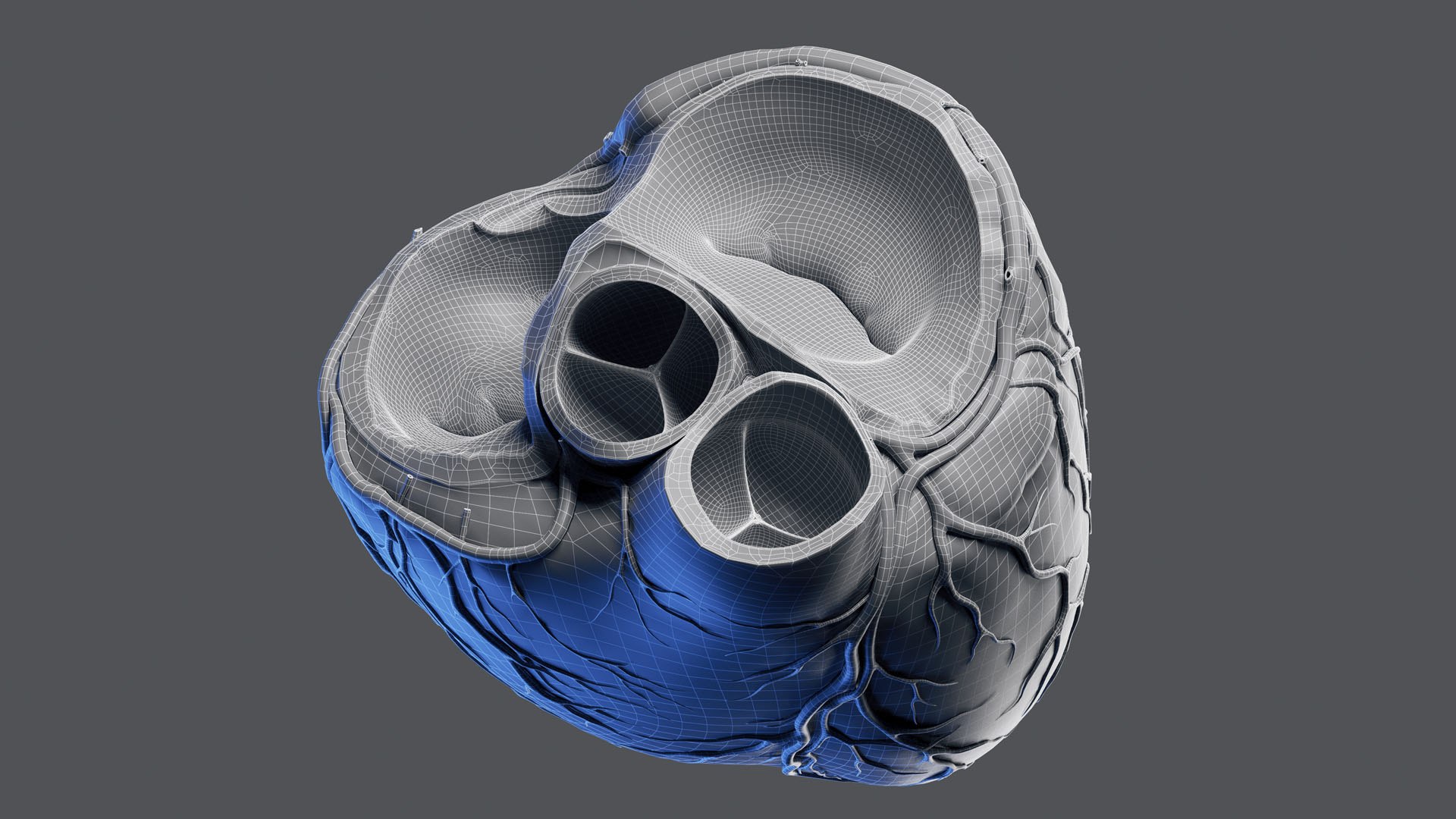Medically Accurate Transverse Cross-Section Of The Human Heart 3D Model ...