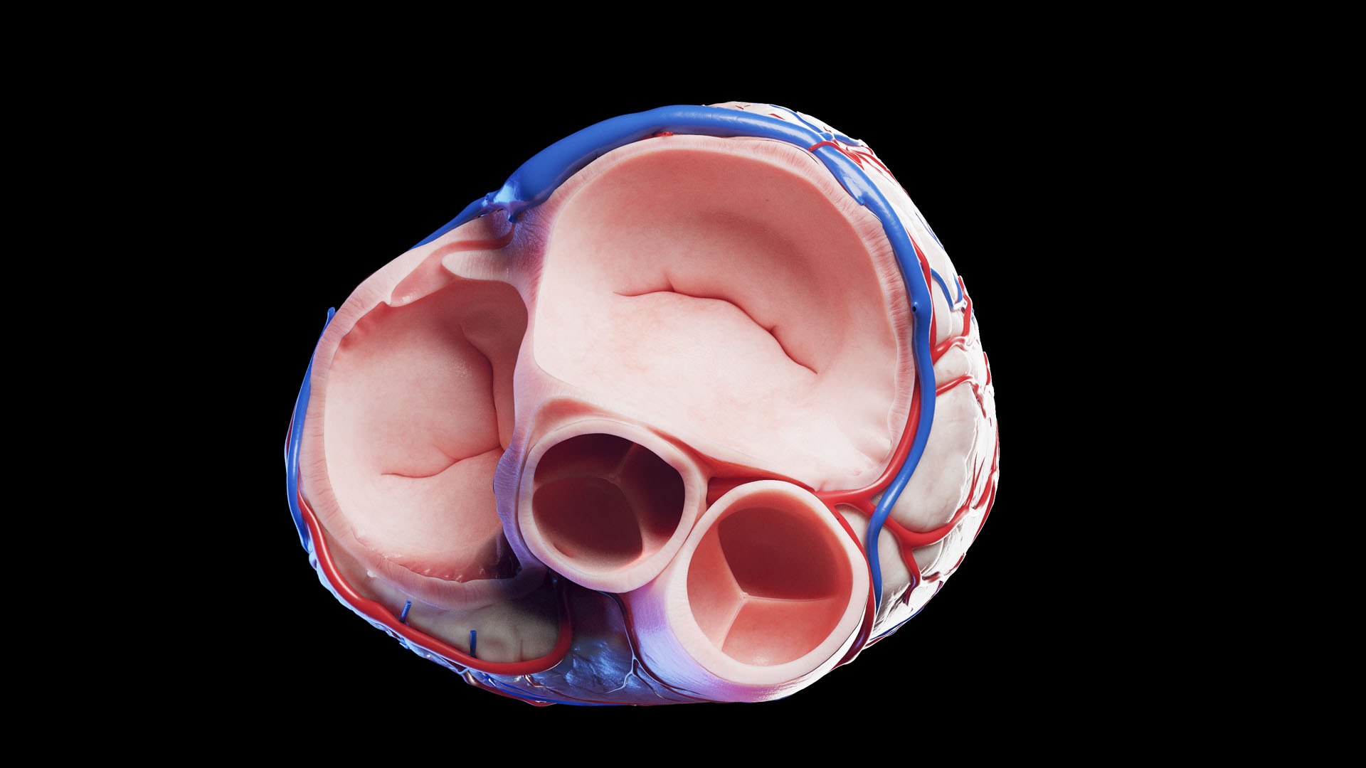 Medically accurate Transverse Cross-Section of the Human Heart3D模型 ...