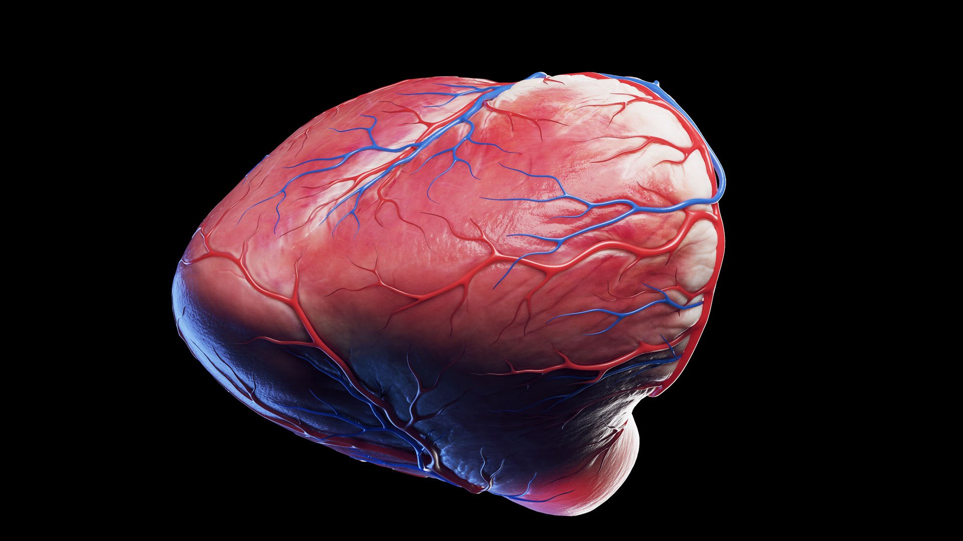 Medically Accurate Transverse Cross-Section Of The Human Heart 3D Model ...