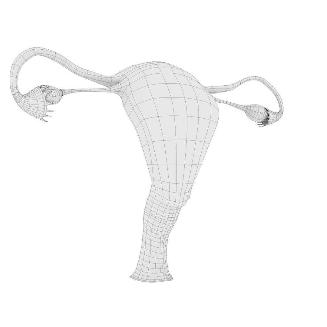 Male Female Reproductive Dissection 3D Model - TurboSquid 1371212