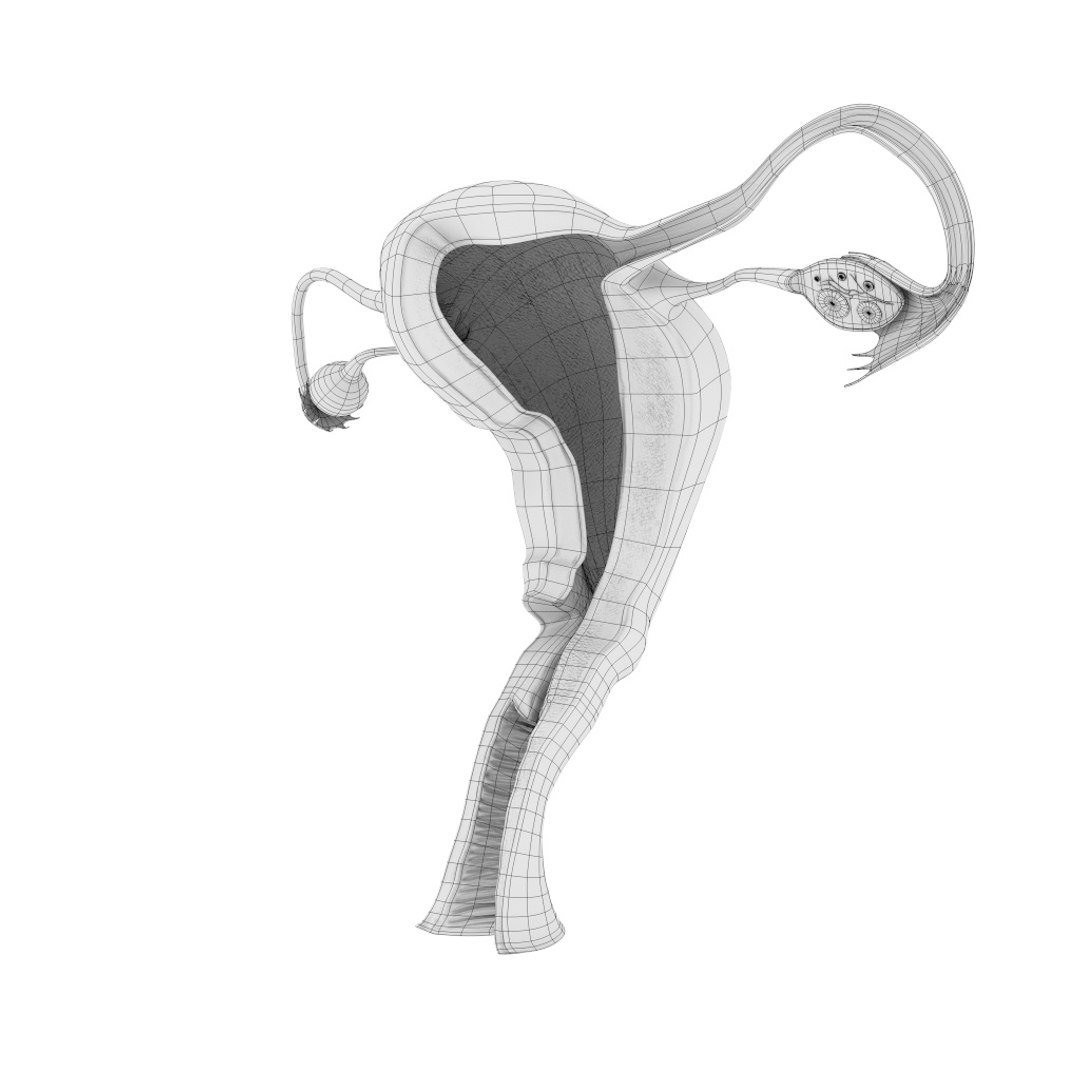 Male Female Reproductive Dissection 3D Model - TurboSquid 1371212