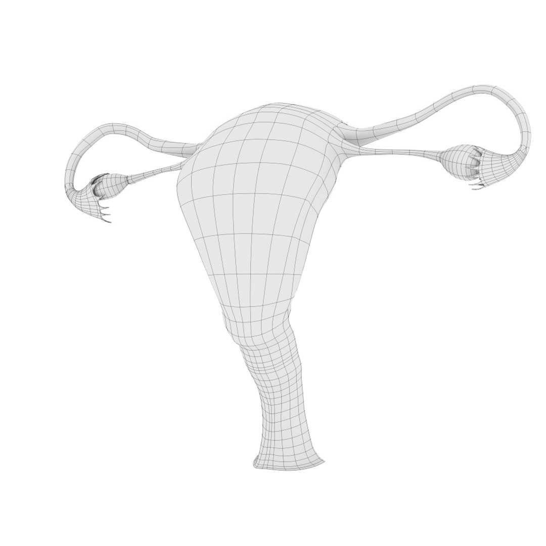 Male Female Reproductive Dissection 3D Model - TurboSquid 1371212
