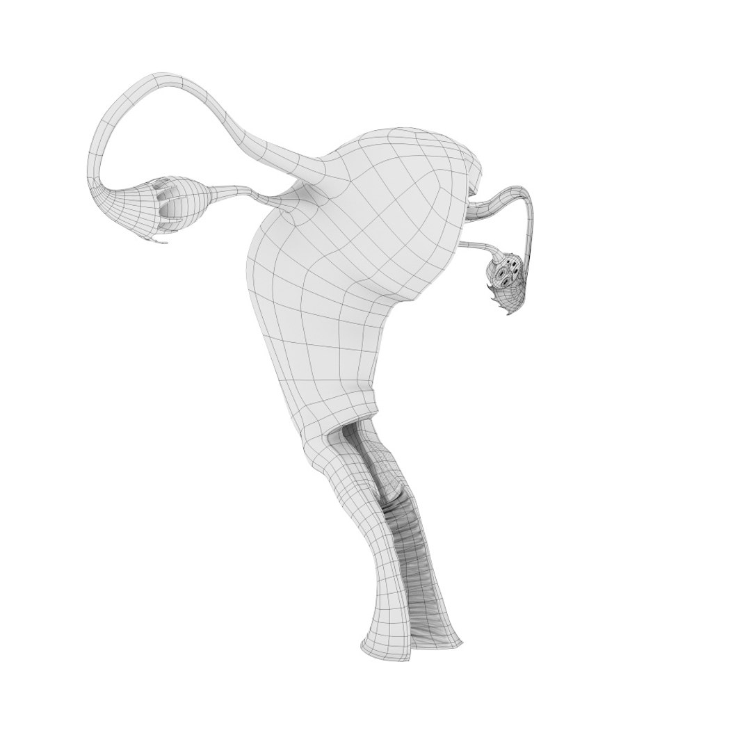 Male Female Reproductive Dissection 3D Model - TurboSquid 1371212