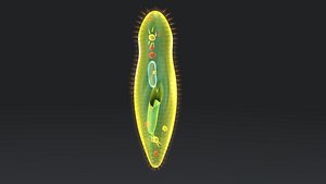 paramecium 3d