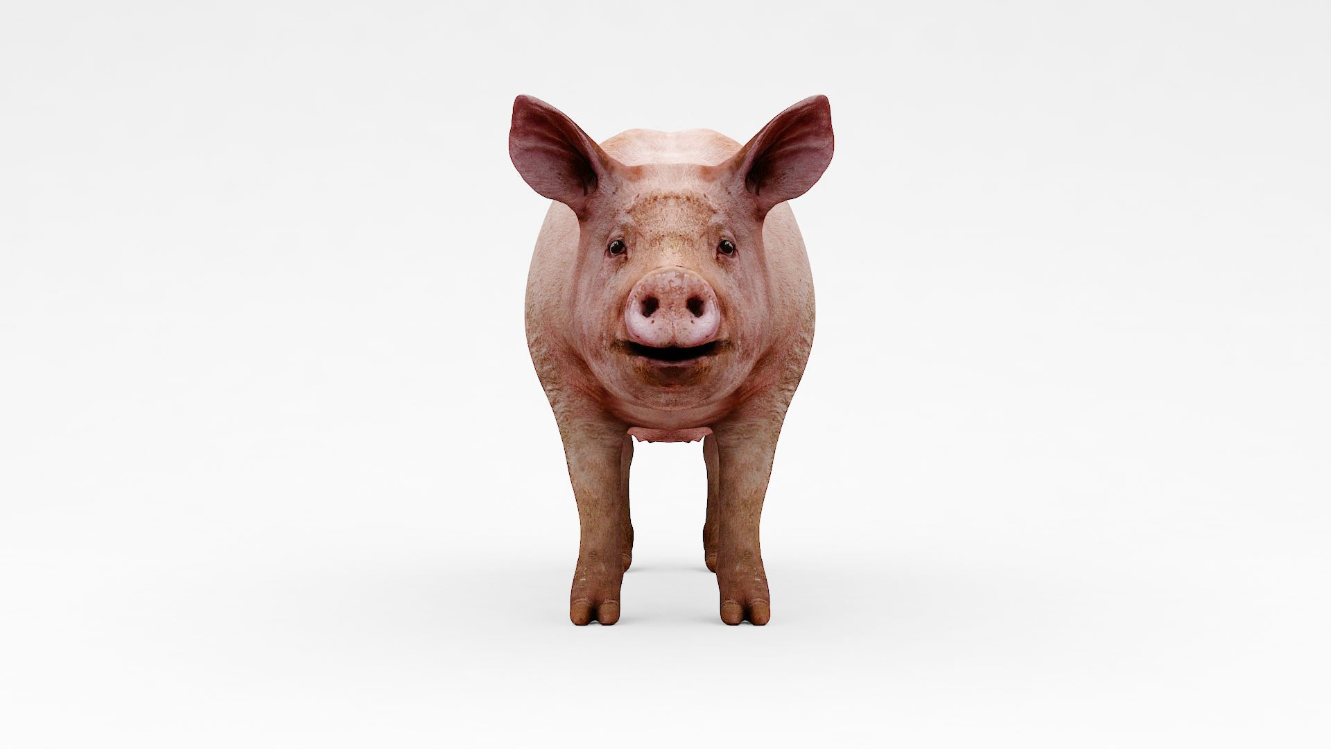 Pig 3D Model - TurboSquid 2034907