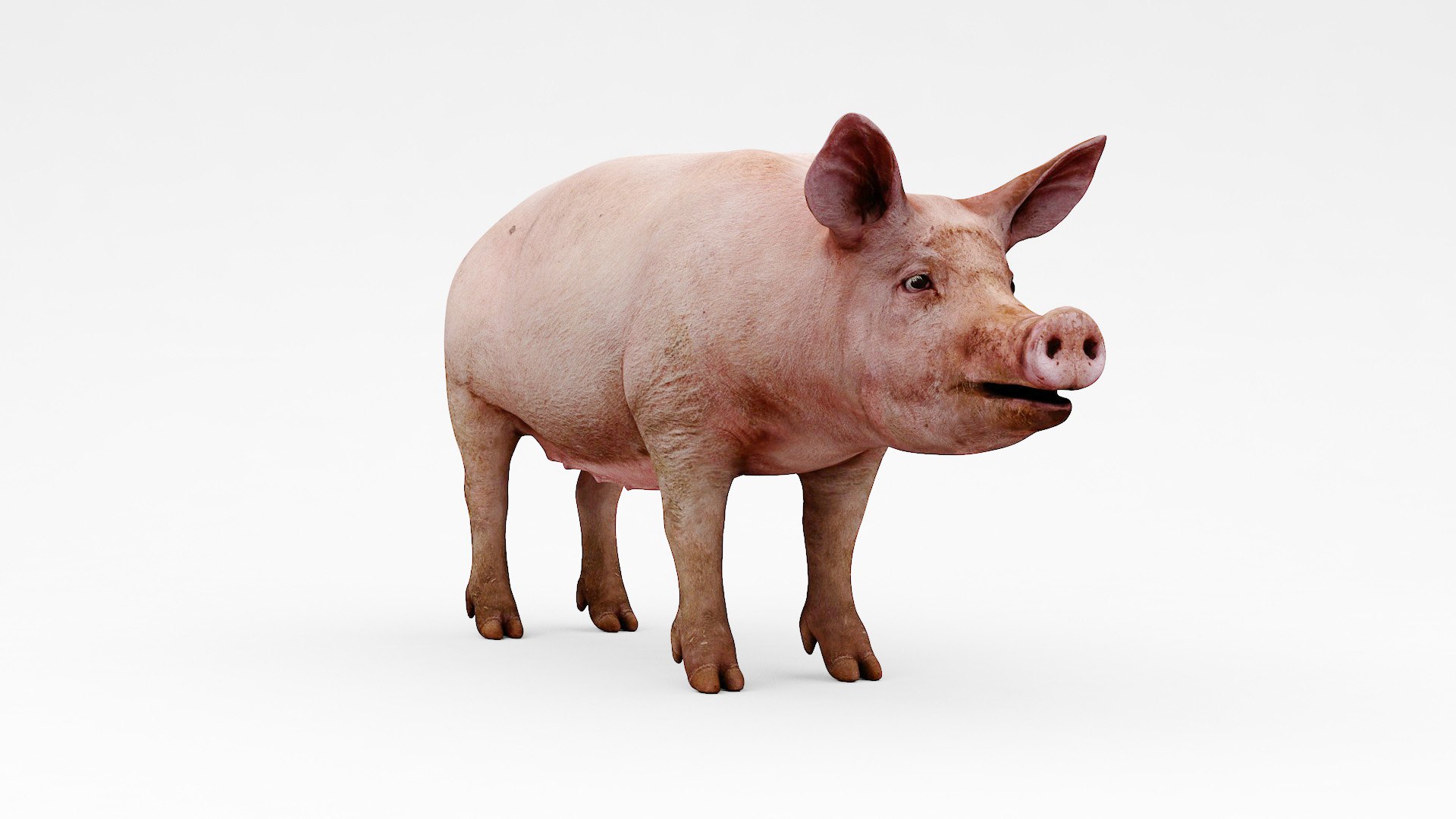 Pig 3D Model - TurboSquid 2034907