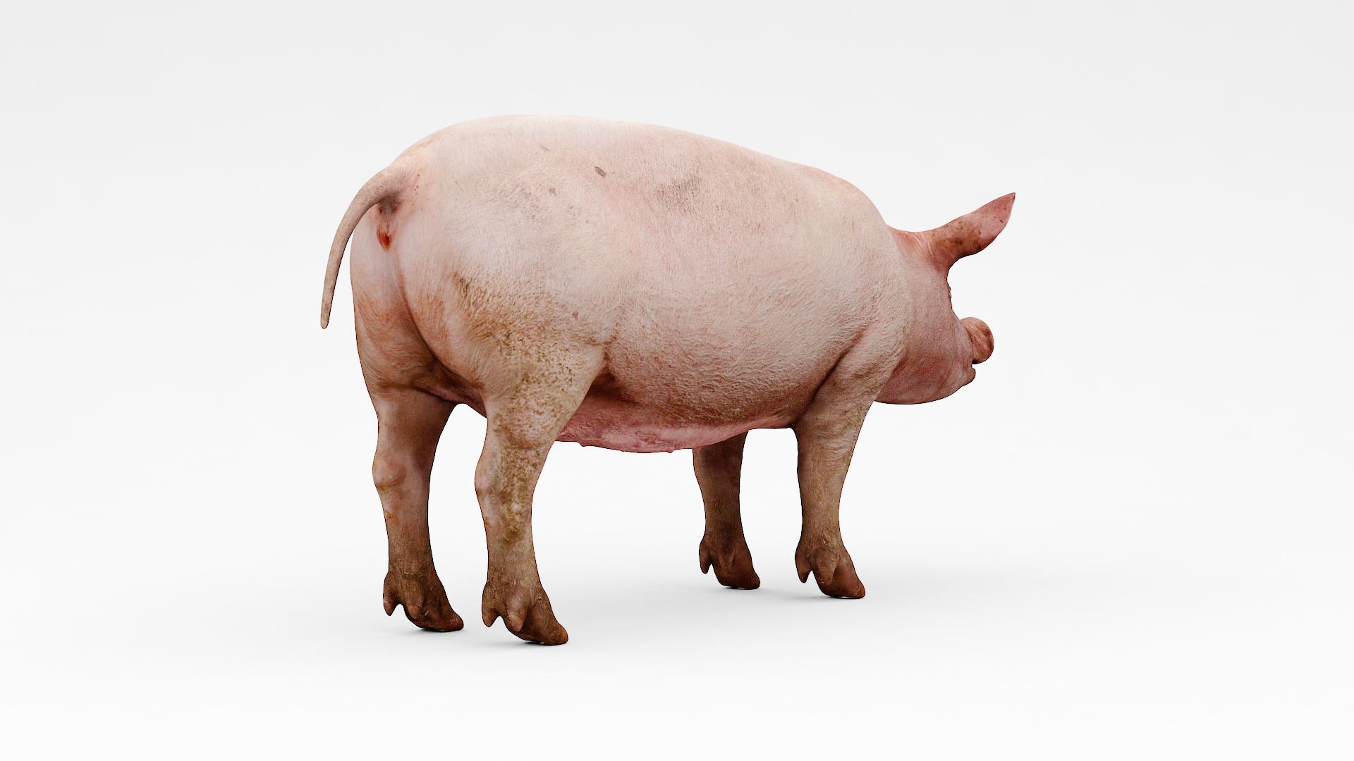 Pig 3D Model - TurboSquid 2034907