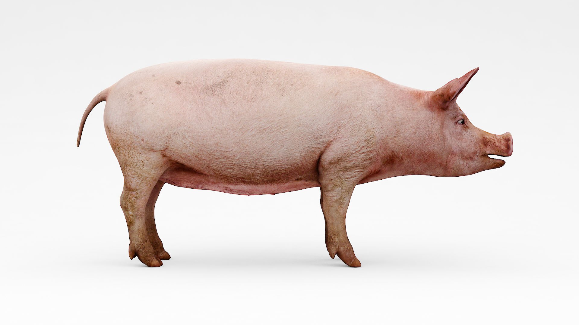 Pig 3D Model - TurboSquid 2034907