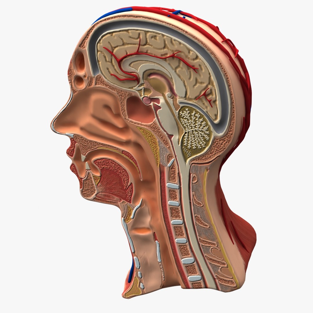 3d Model Dugm01 Anatomy Head Cutaway