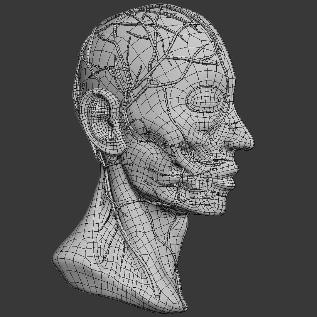 3d Model Dugm01 Anatomy Head Cutaway