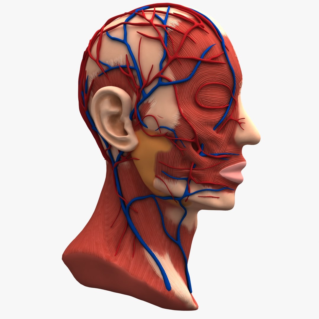 3d Model Dugm01 Anatomy Head Cutaway