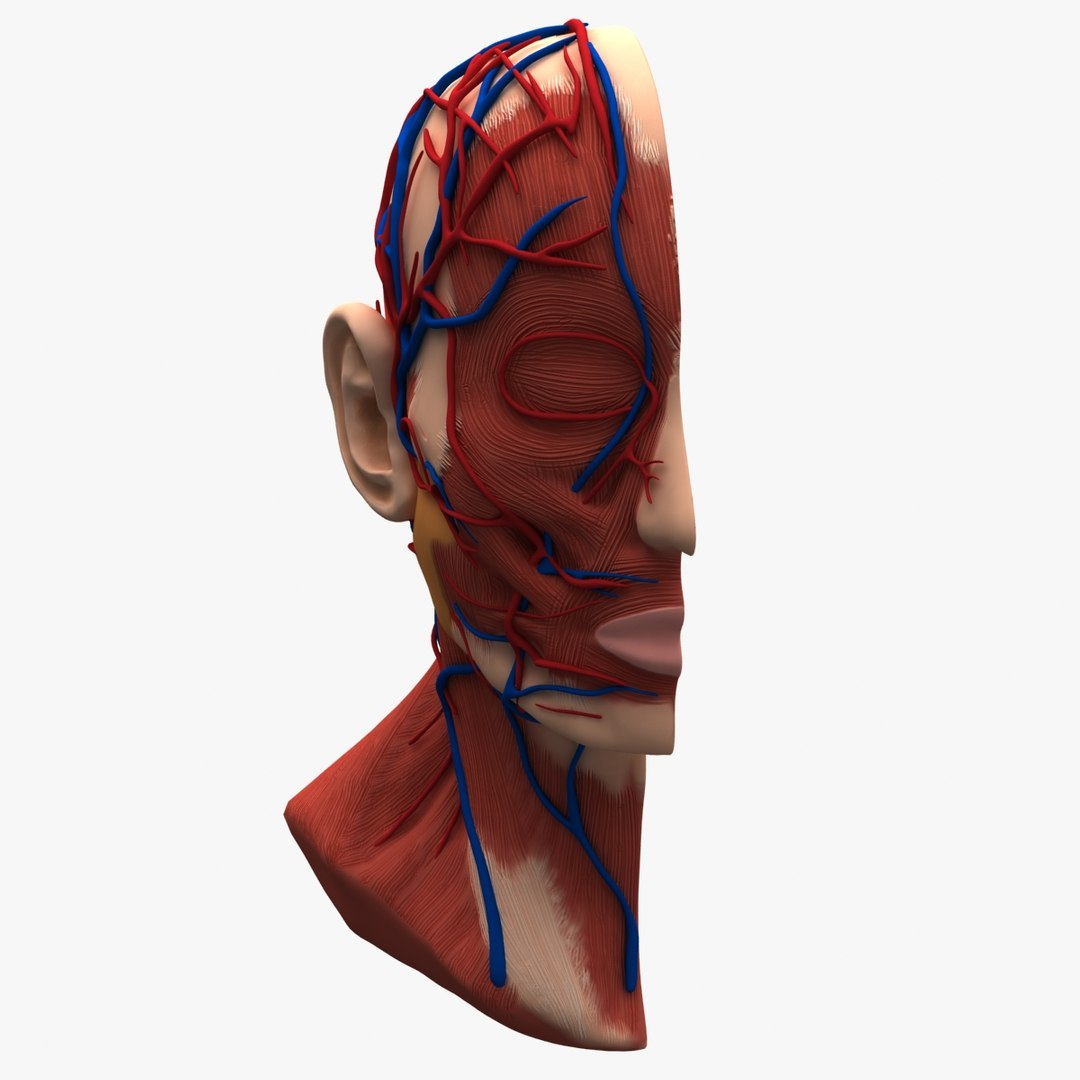 3d Model Dugm01 Anatomy Head Cutaway