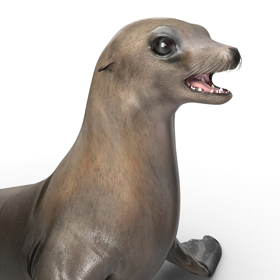 3d sea lion rigged model