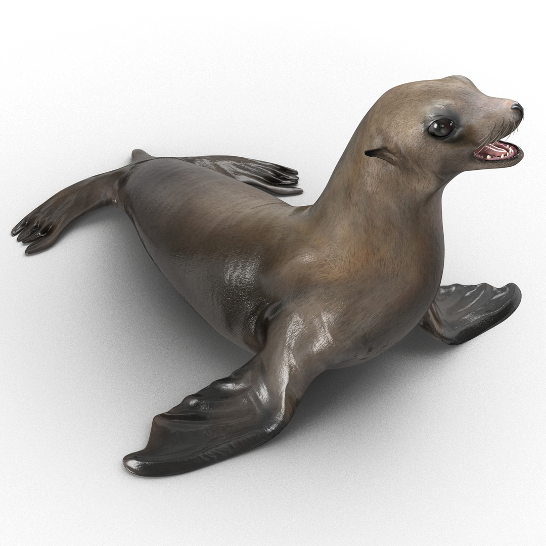 3d sea lion rigged model