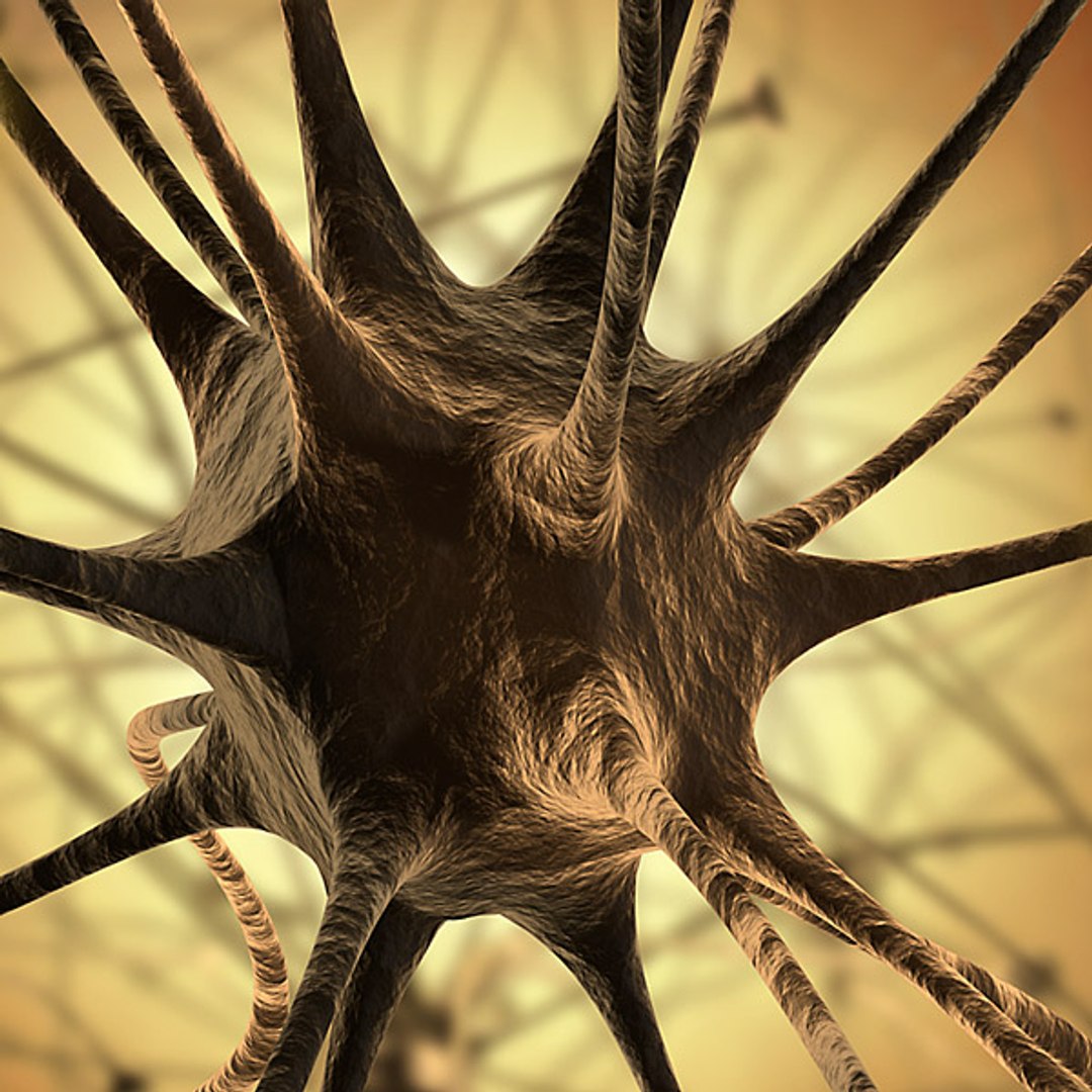 3ds Human Neurons