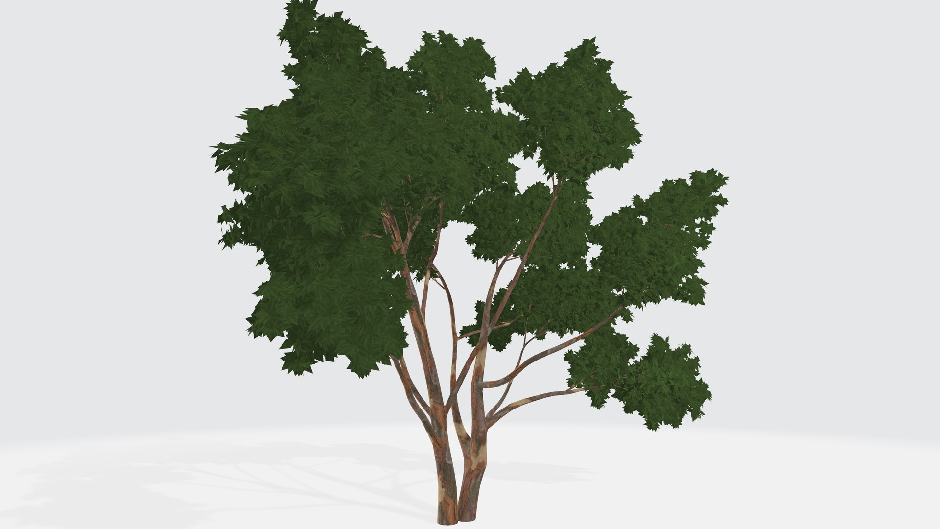 Multi-branched green tree 3D model - TurboSquid 1956123