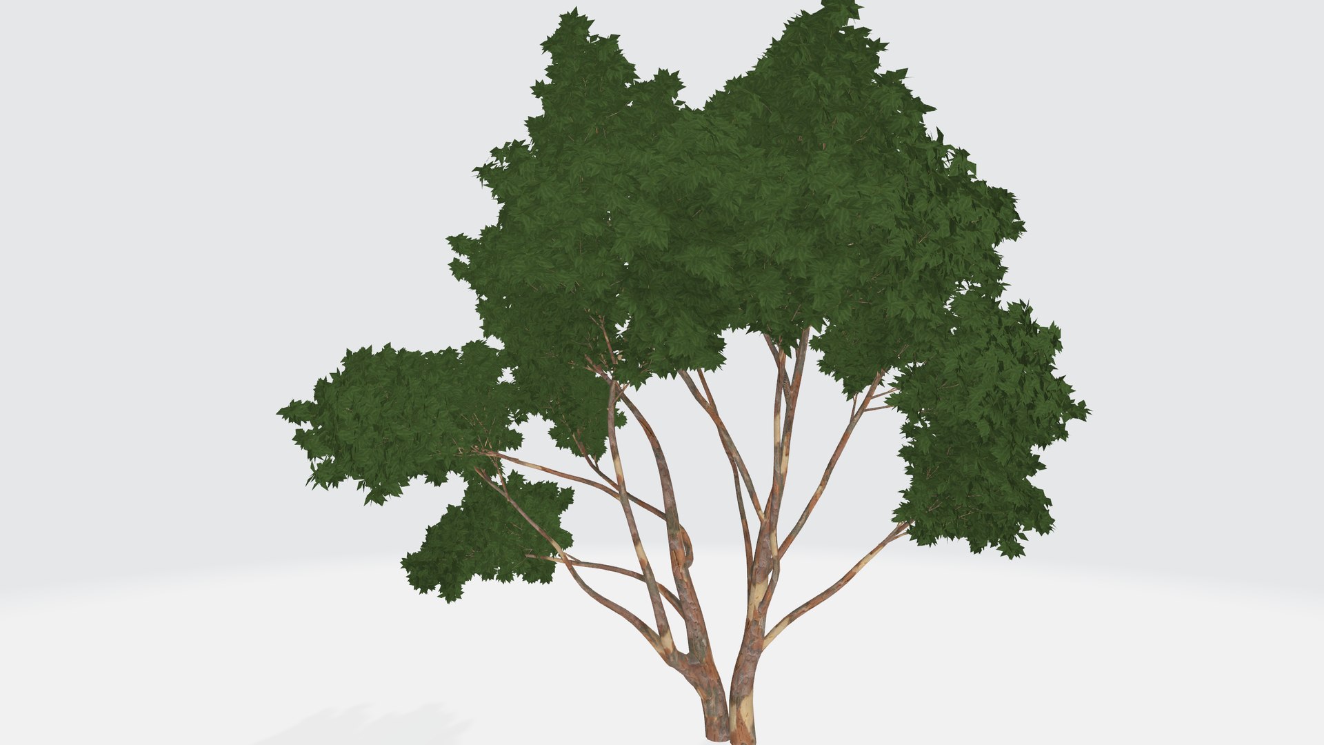 Multi-branched green tree 3D model - TurboSquid 1956123