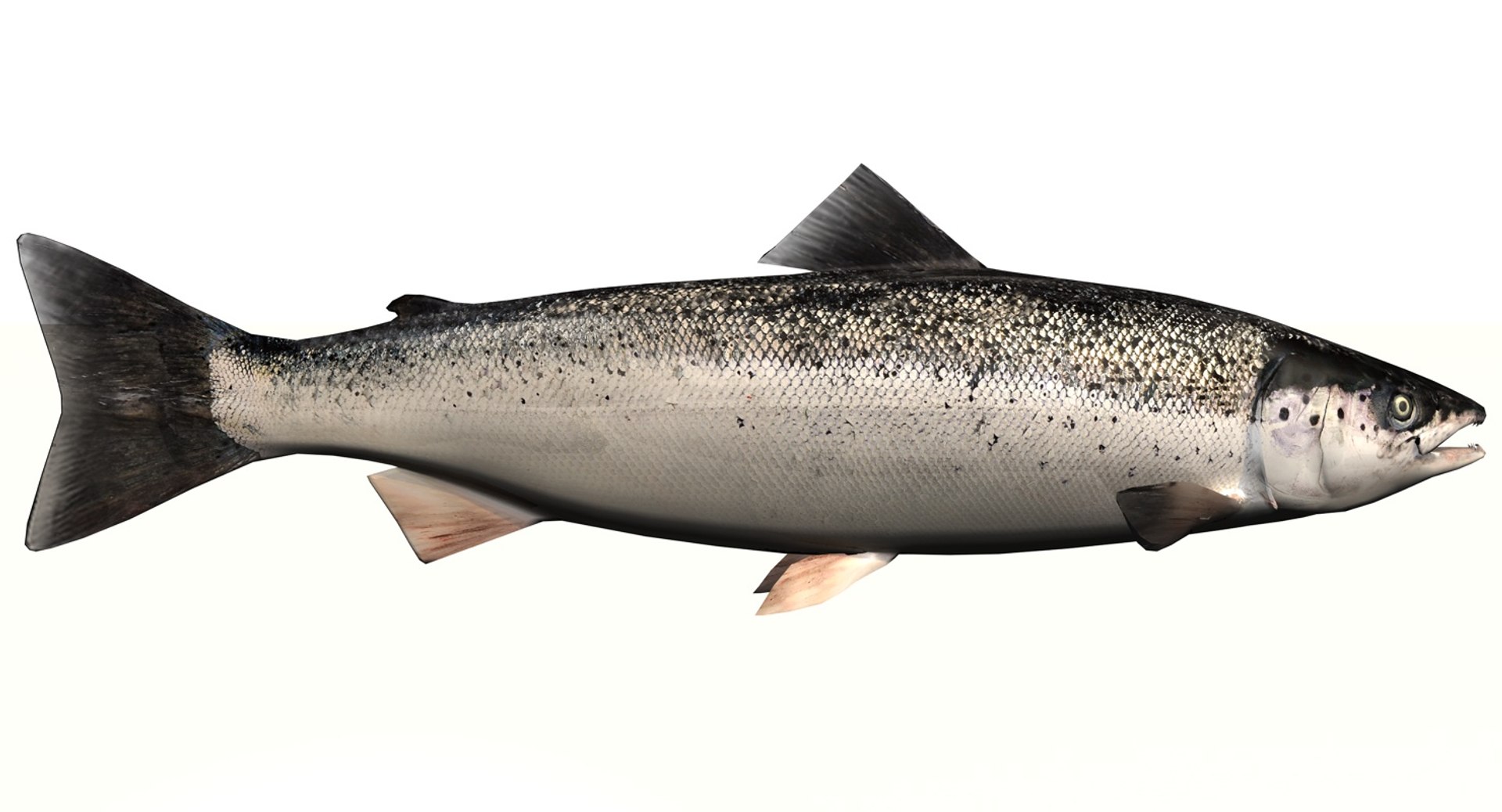3D Model Set Atlantic Salmon Herring - TurboSquid 1192145