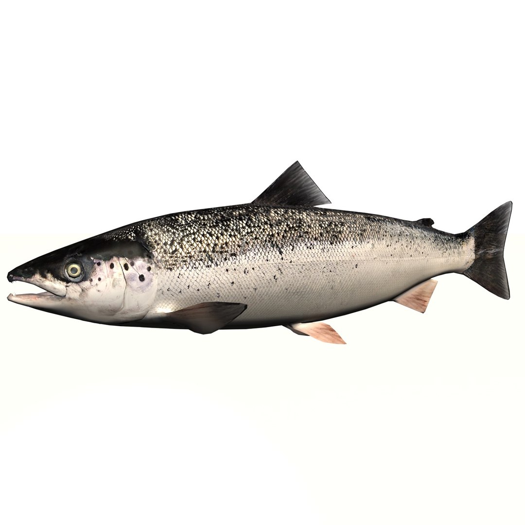 3D Model Set Atlantic Salmon Herring - TurboSquid 1192145
