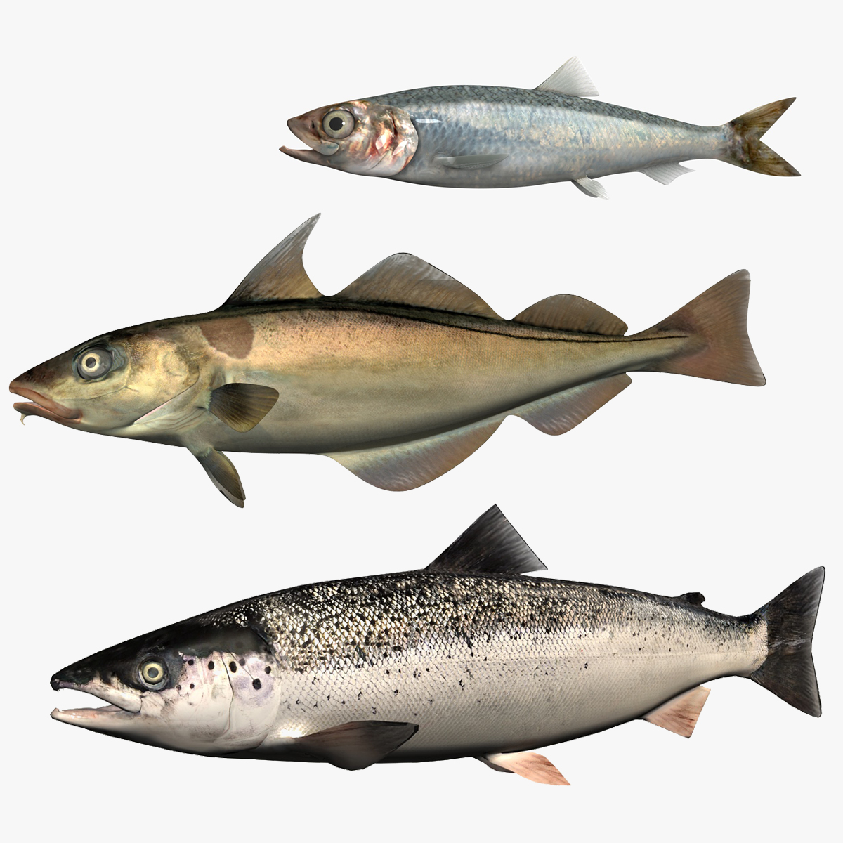 3D model set atlantic salmon herring - TurboSquid 1192145