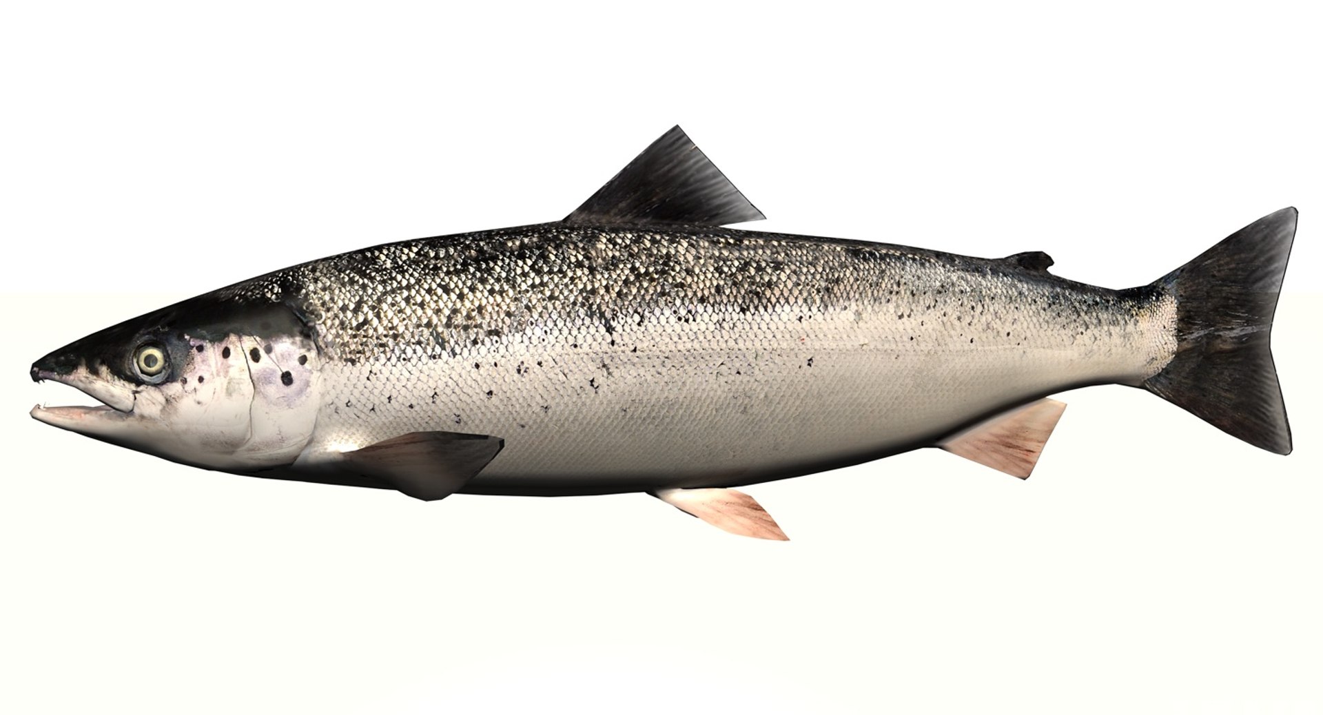 3D Model Set Atlantic Salmon Herring - TurboSquid 1192145
