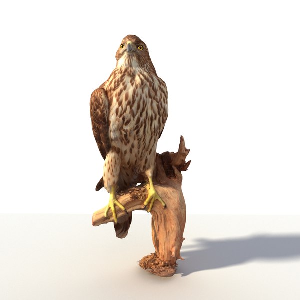 3d buzzard birds prey