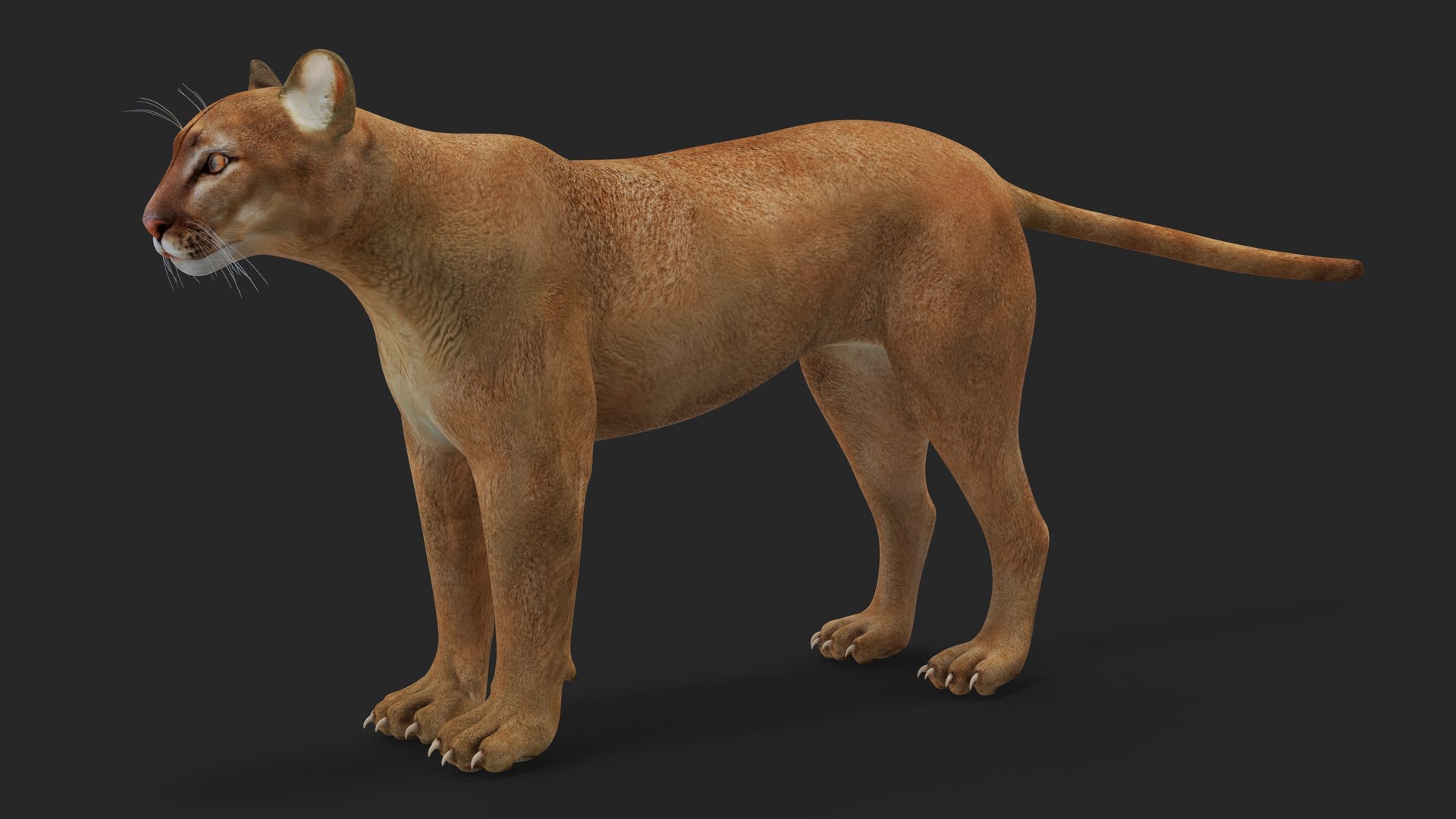 Puma Rigged 3D Model - TurboSquid 2230671