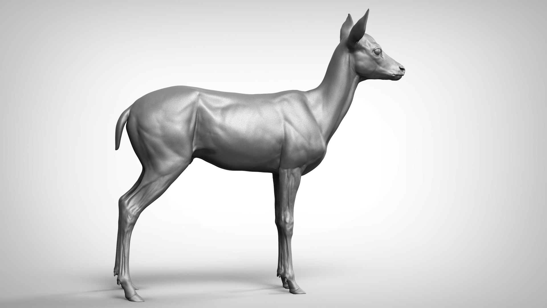 3D Fawn VFX MUSCLE SIMULATION Model - TurboSquid 1886753