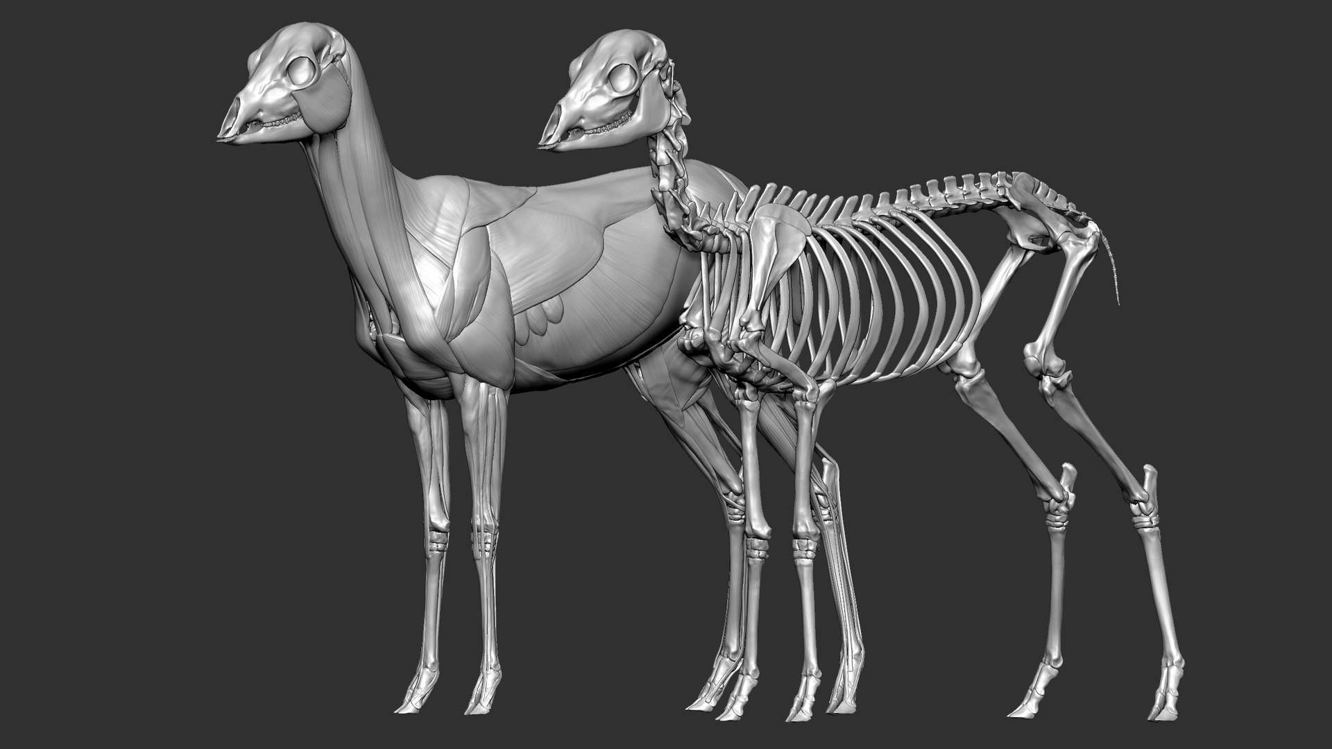 3D Fawn VFX MUSCLE SIMULATION Model - TurboSquid 1886753
