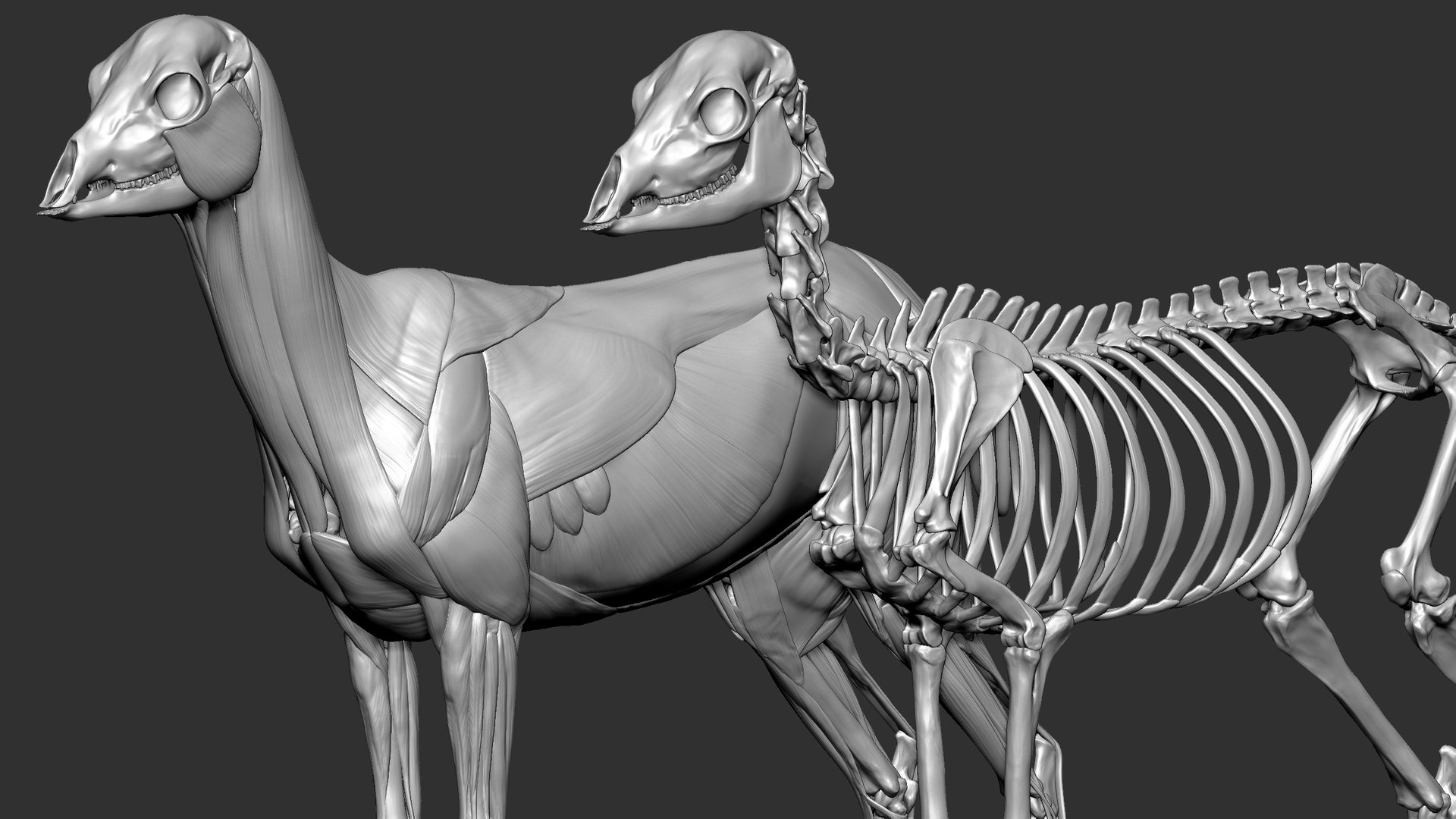 3D Fawn VFX MUSCLE SIMULATION Model - TurboSquid 1886753