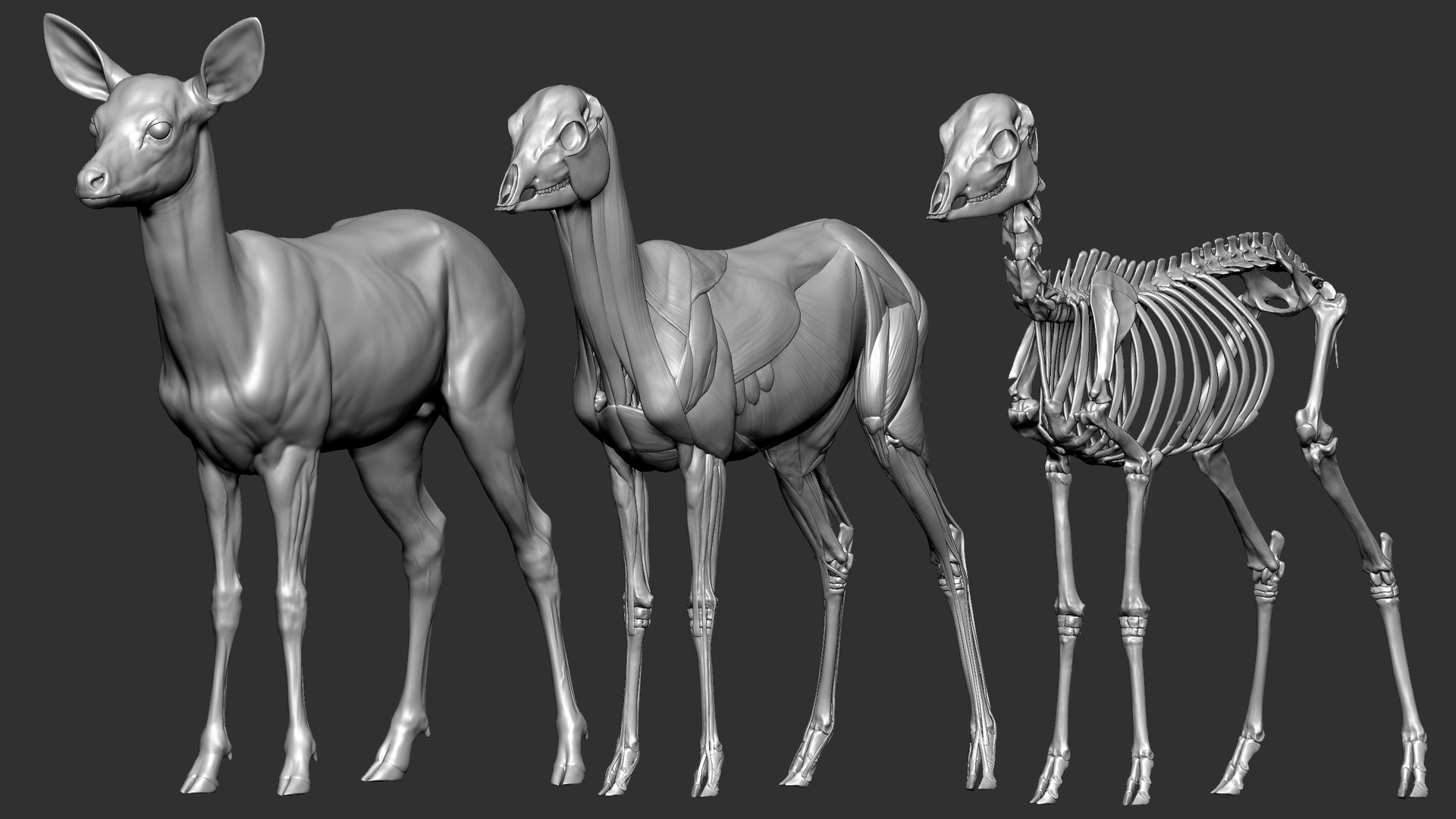 3D Fawn VFX MUSCLE SIMULATION Model - TurboSquid 1886753