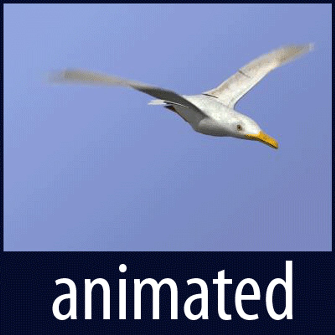 Seagull Animation Gull 3d Model
