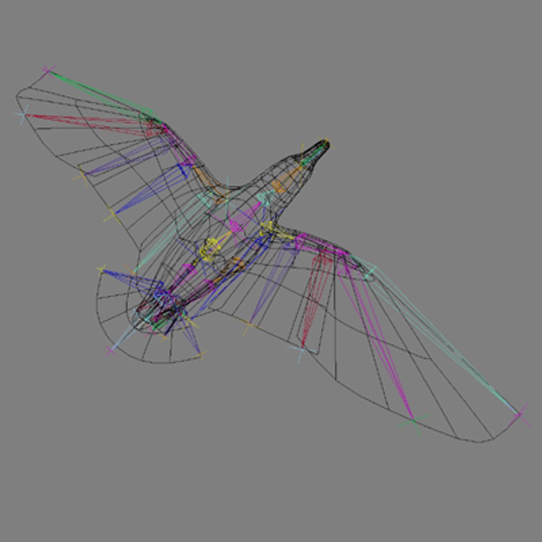 Seagull Animation Gull 3d Model