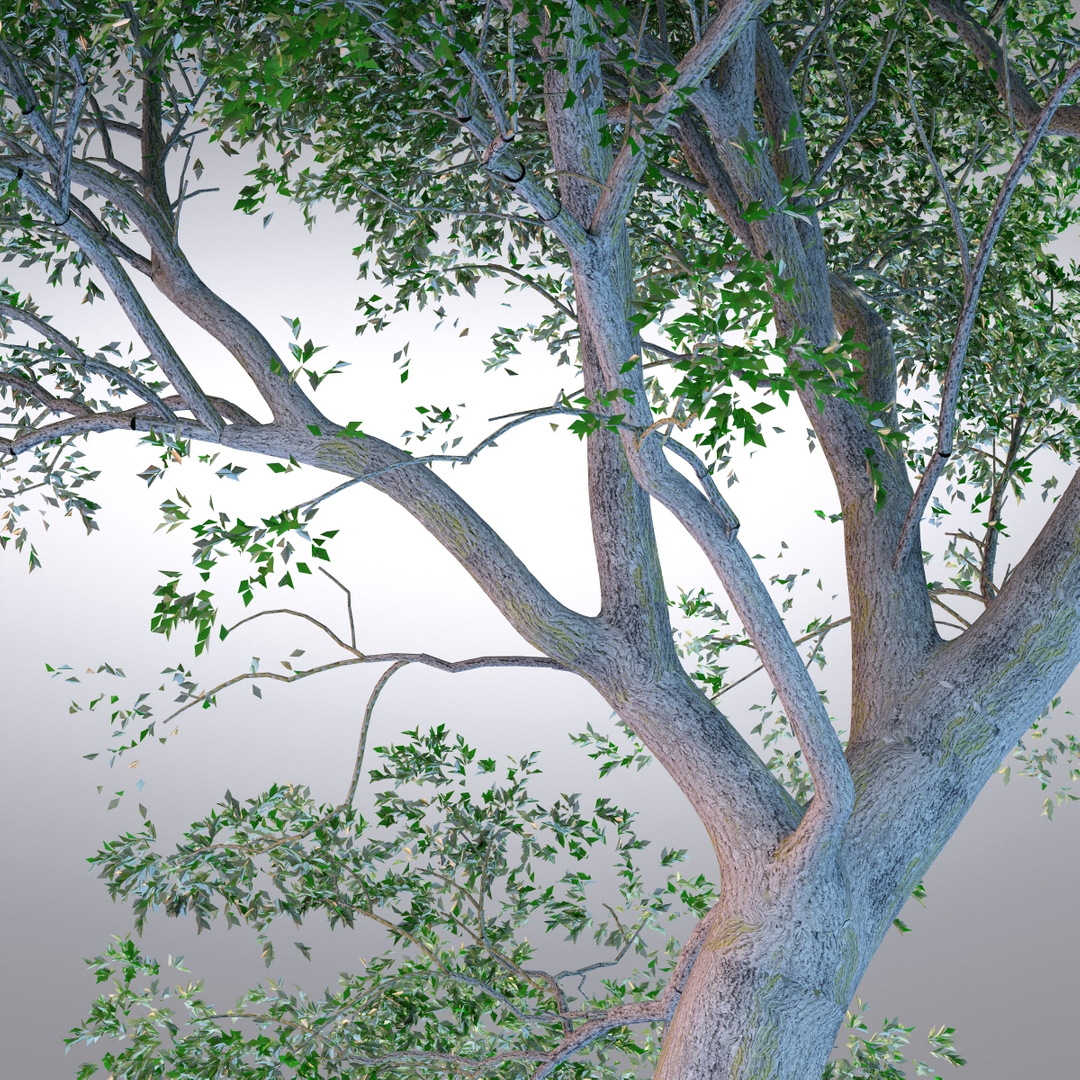 hi realistic series tree 3d max
