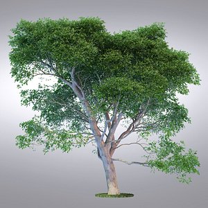 hi realistic series tree 3d model
