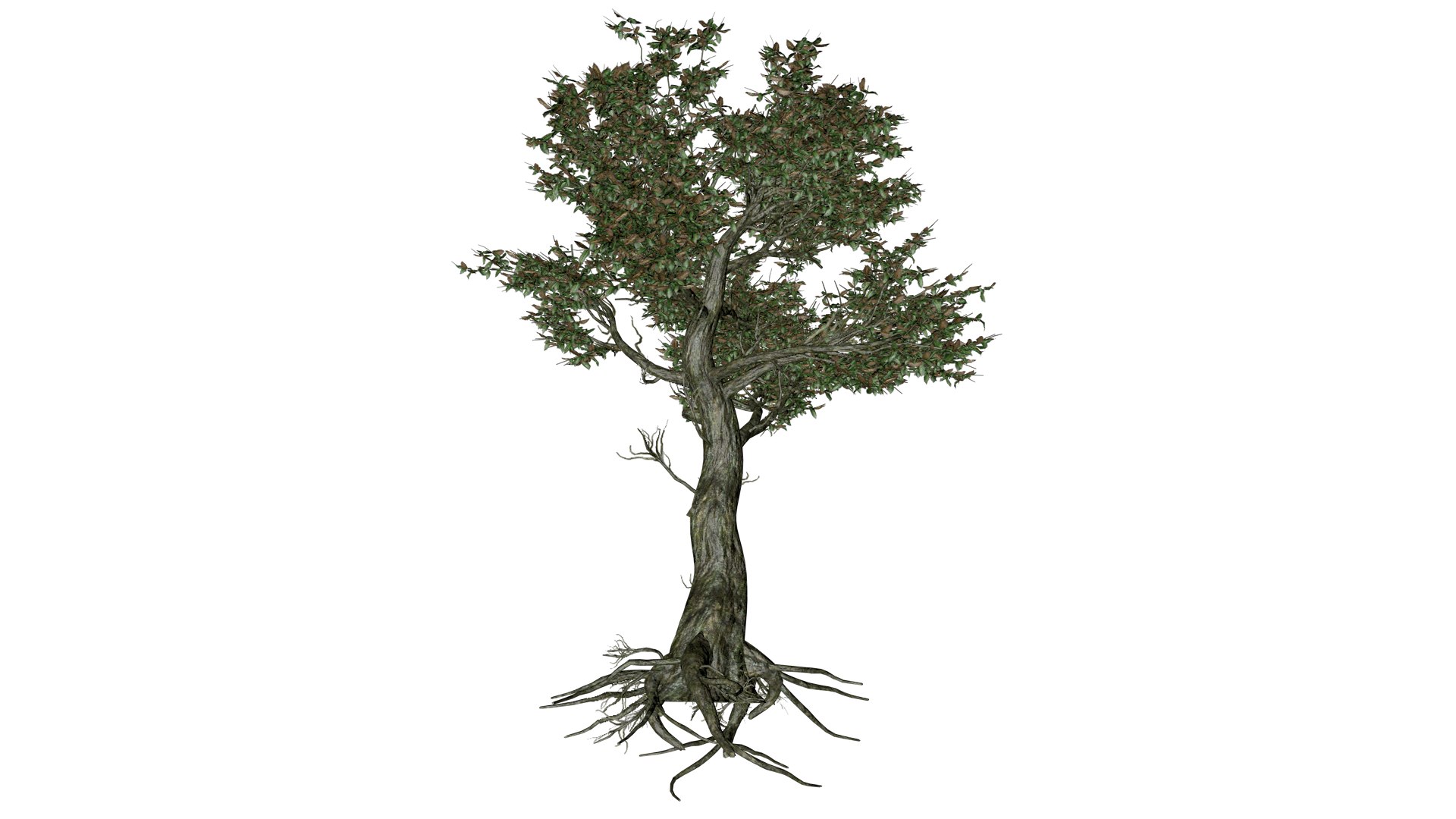 Kingsville Boxwood Tree - 05 - 3D - TurboSquid 2372815