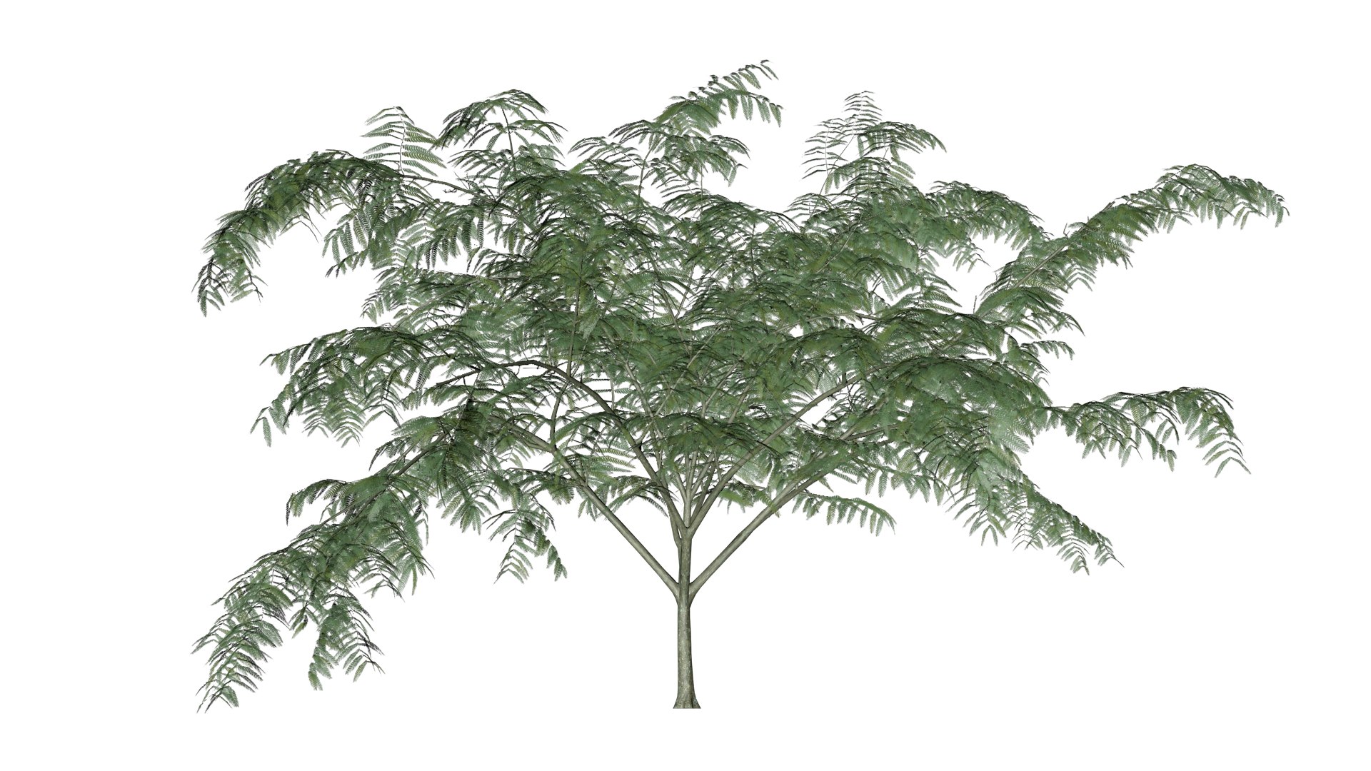 3D Mimosa Tree - 10 - - TurboSquid 2377178