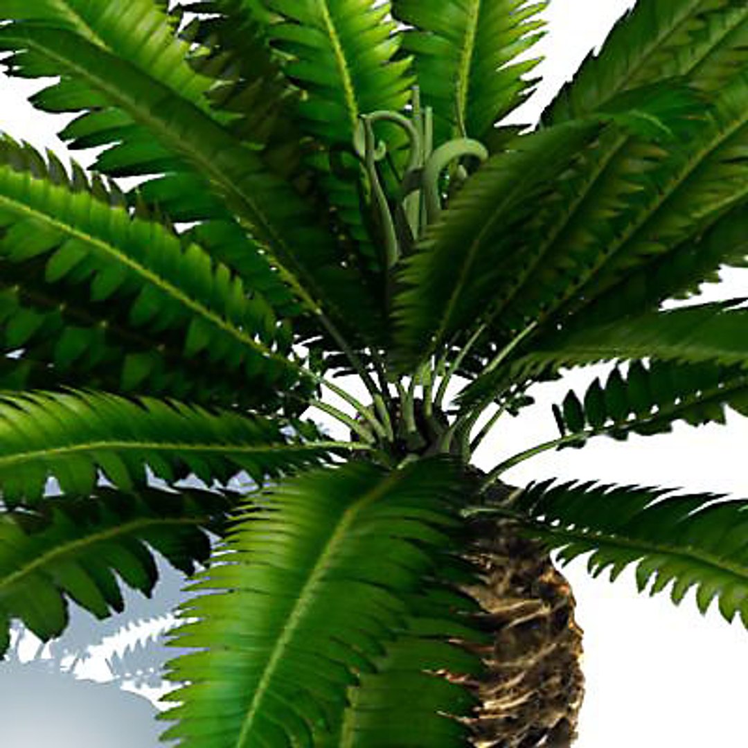 Cycad 3d Model