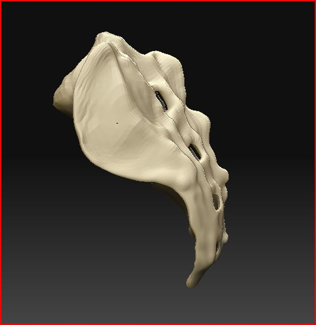3d model sacrum