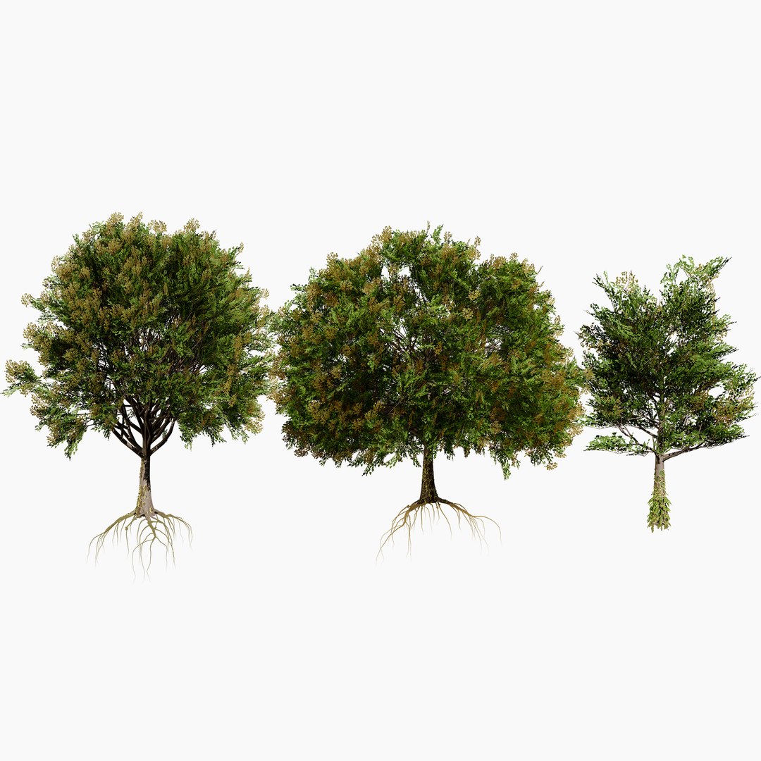 Realistic Frene Blanc Tree Asset 3D - TurboSquid 2270960