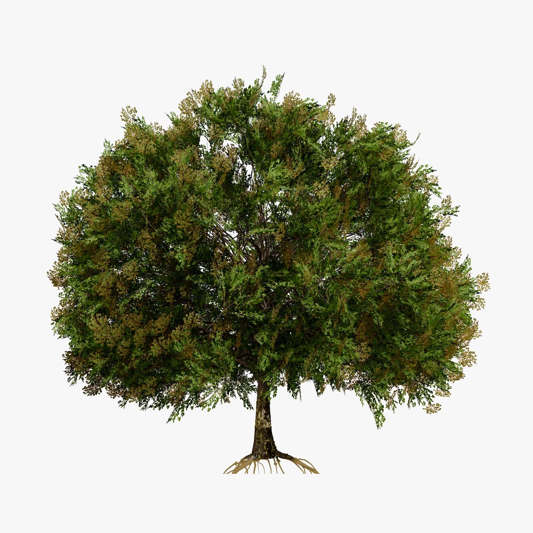 Realistic Frene Blanc Tree Asset 3D - TurboSquid 2270960