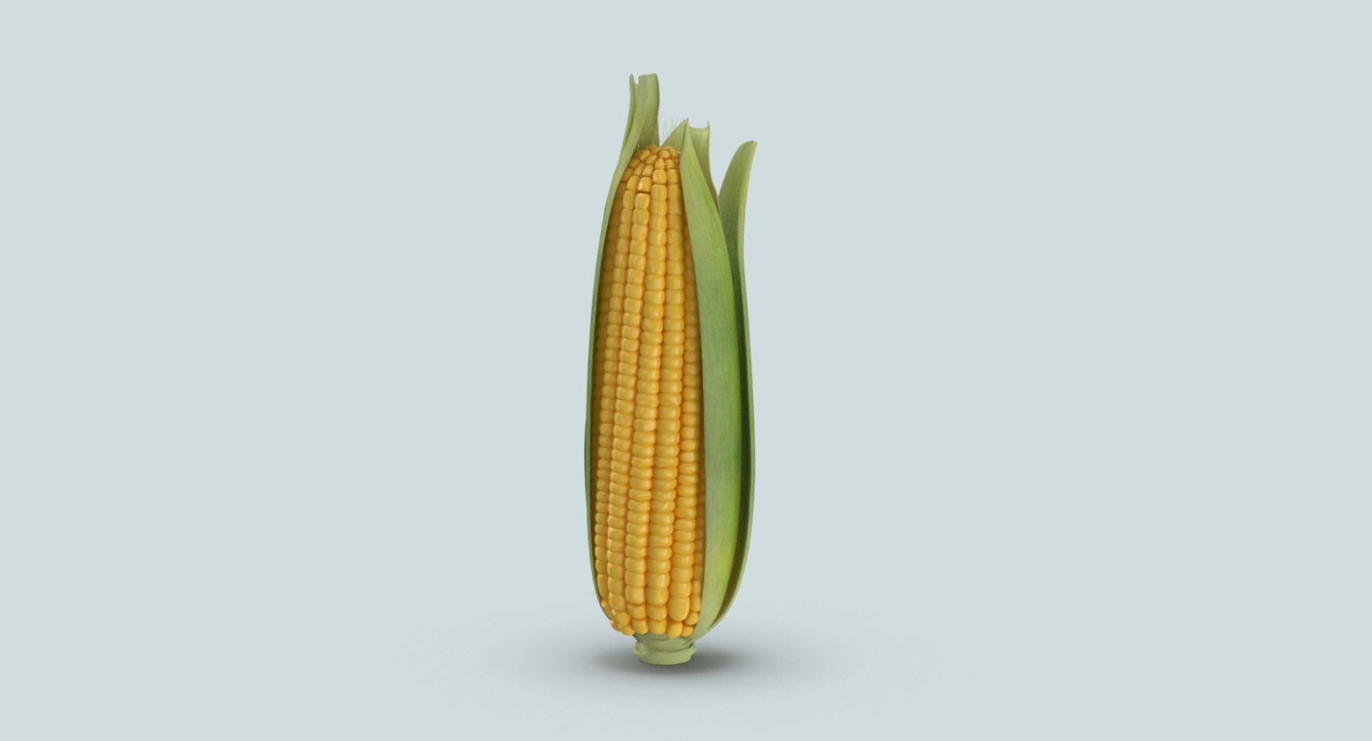 3D Ears-of-corn---01-cv1 - TurboSquid 1338364