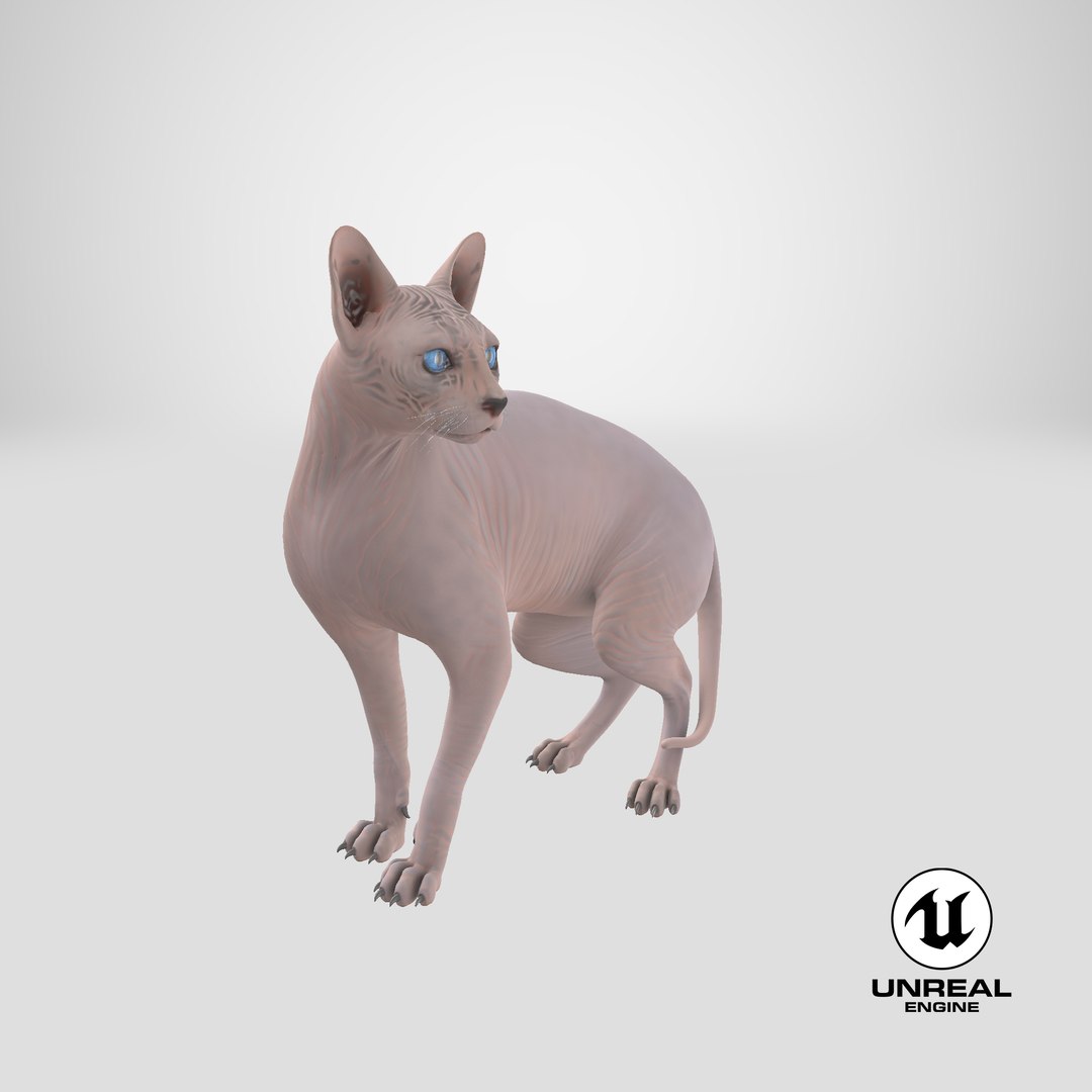 3D model cream color sphynx cat - TurboSquid 1646663