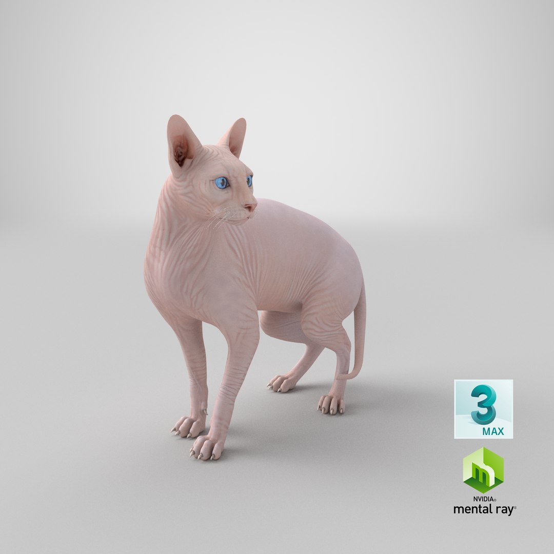 3D model cream color sphynx cat - TurboSquid 1646663