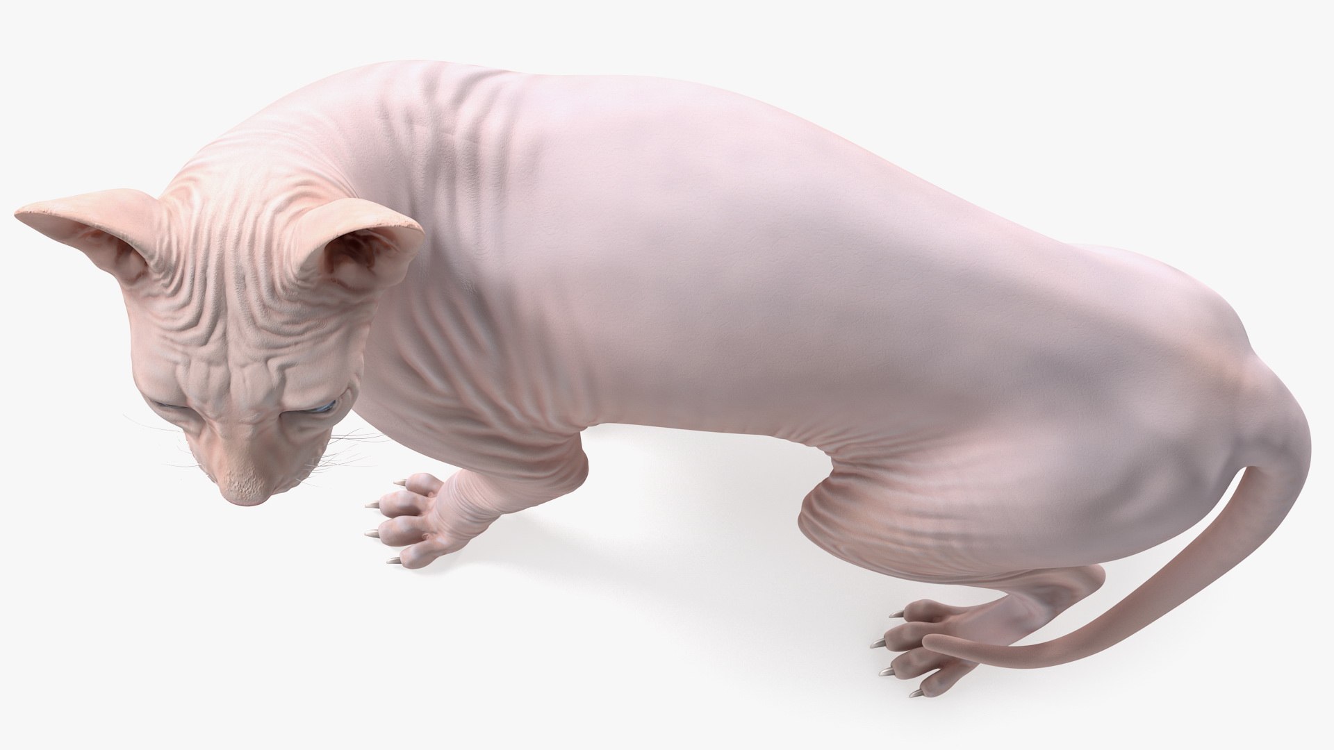 3D model cream color sphynx cat - TurboSquid 1646663