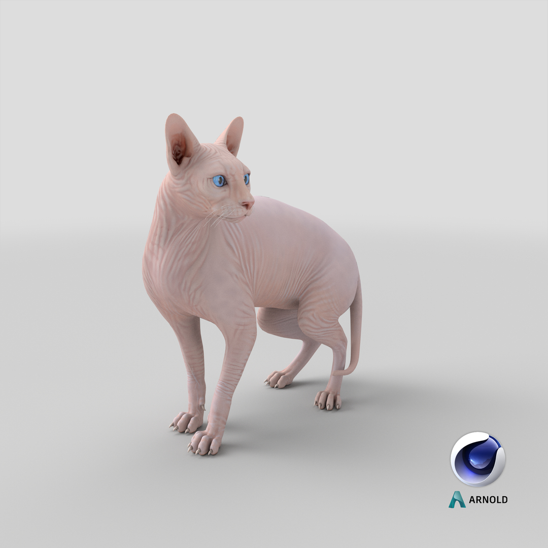 3D model cream color sphynx cat - TurboSquid 1646663