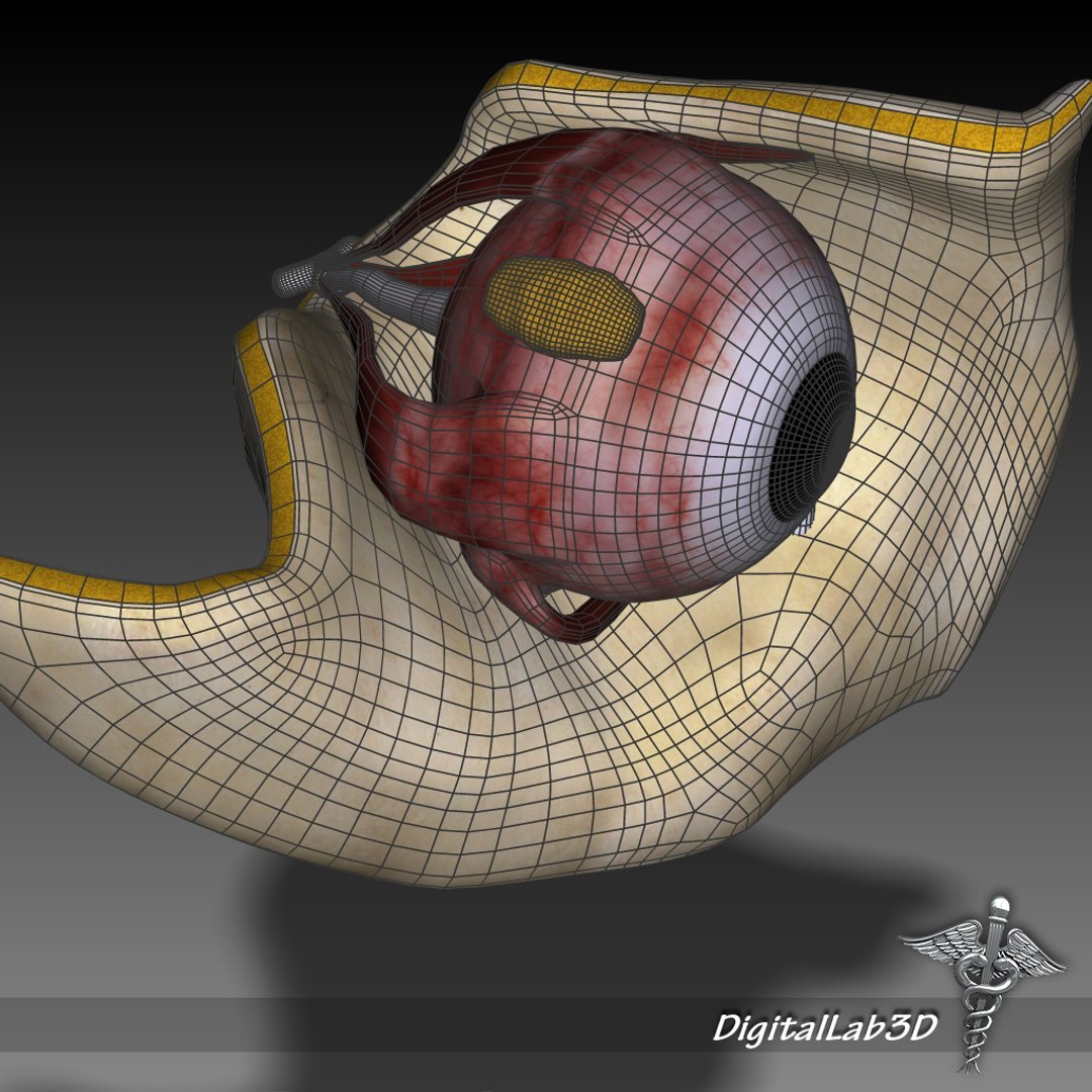 3d Model Human Eye Anatomy