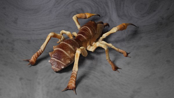 3D solifugae camel spider monster - TurboSquid 1659481
