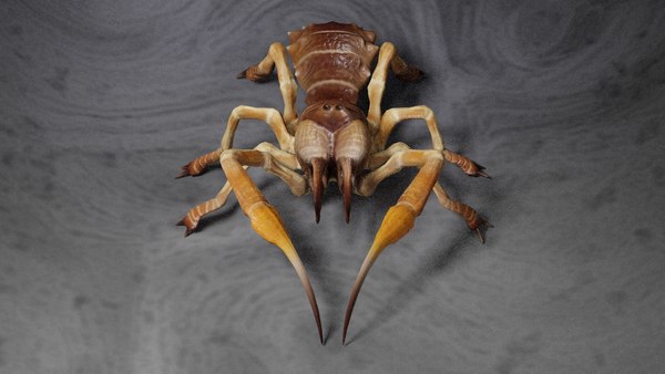 3D solifugae camel spider monster - TurboSquid 1659481
