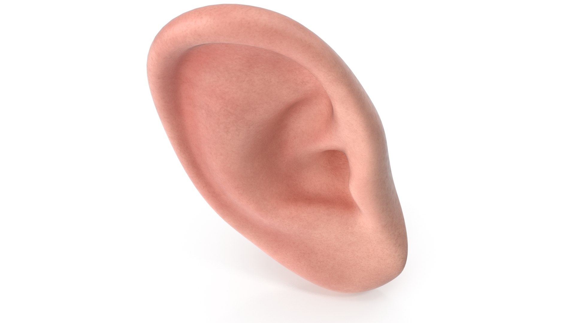 Human Right Ear Realistic V02 3D Model - TurboSquid 2383858